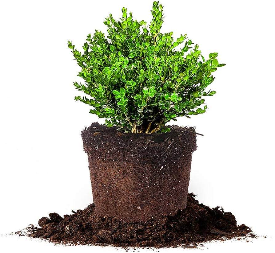 Cómo cuidar adecuadamente una planta de Wintermint