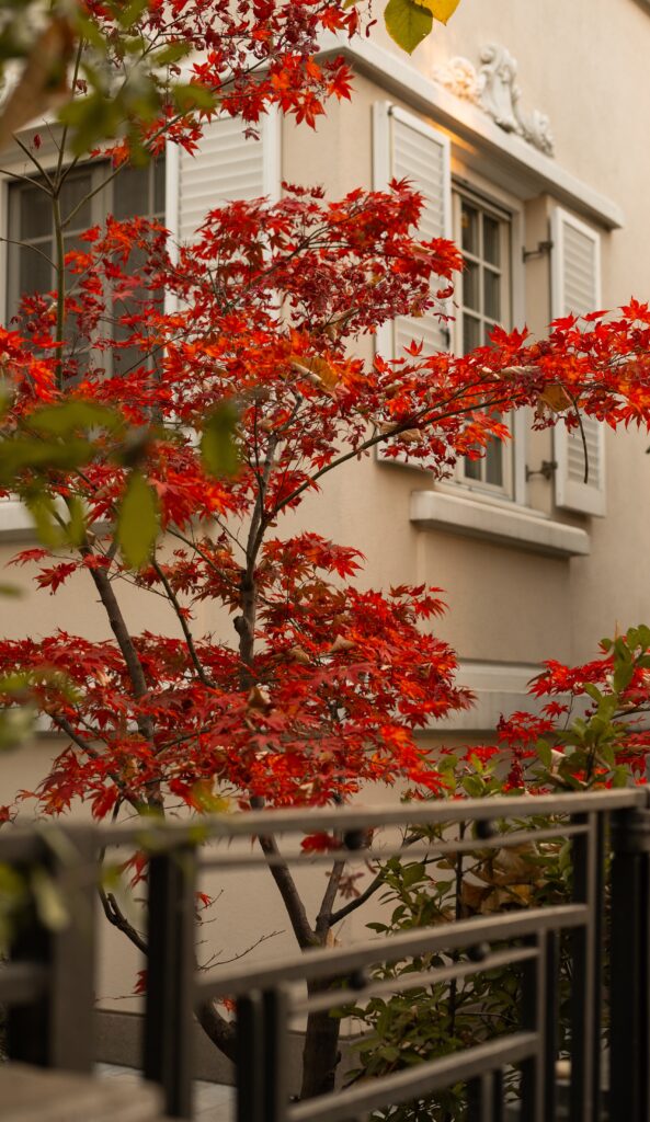 Cómo cultivar el arbusto de maple con flores en interiores