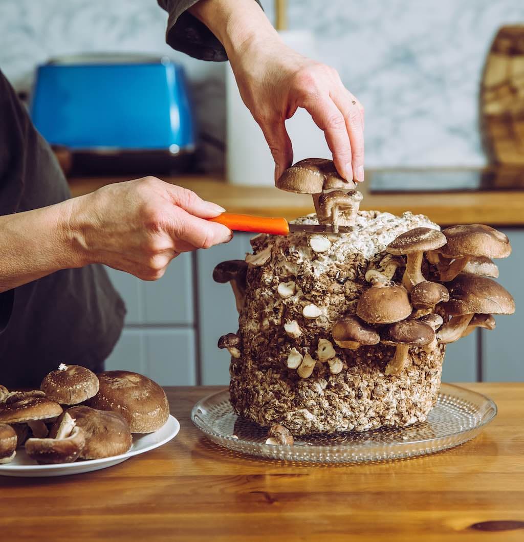 Cómo cultivar hongos Portobello en casa de forma exitosa