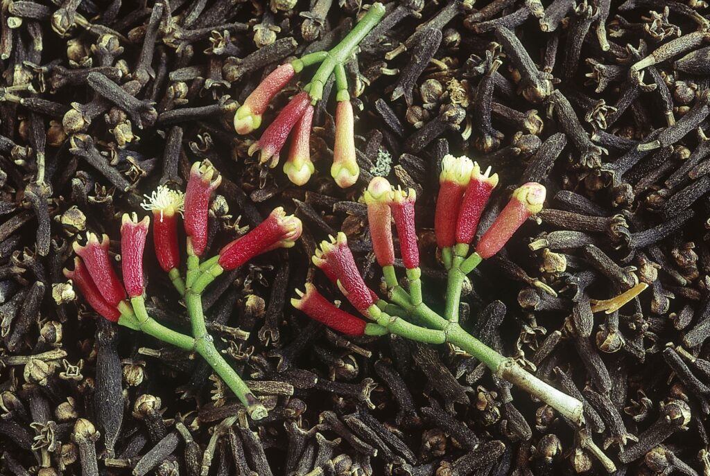 Cómo cultivar y aprovechar el árbol de clavo en casa