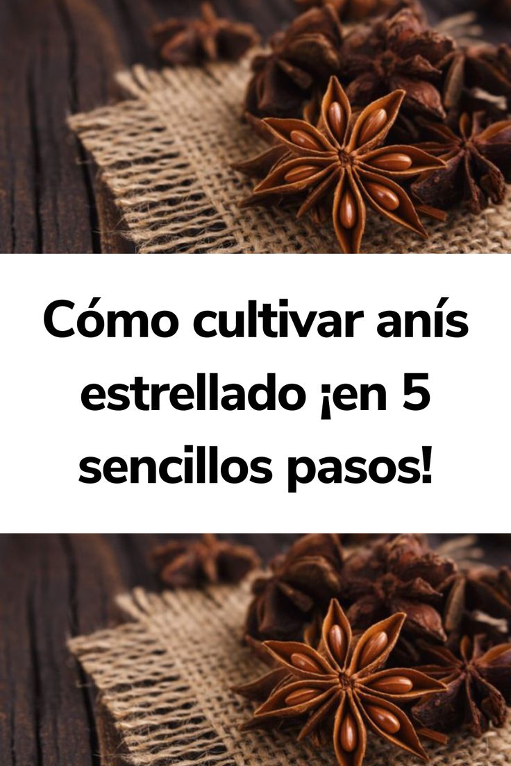 Cómo cultivar y mantener anís estrellado en casa
