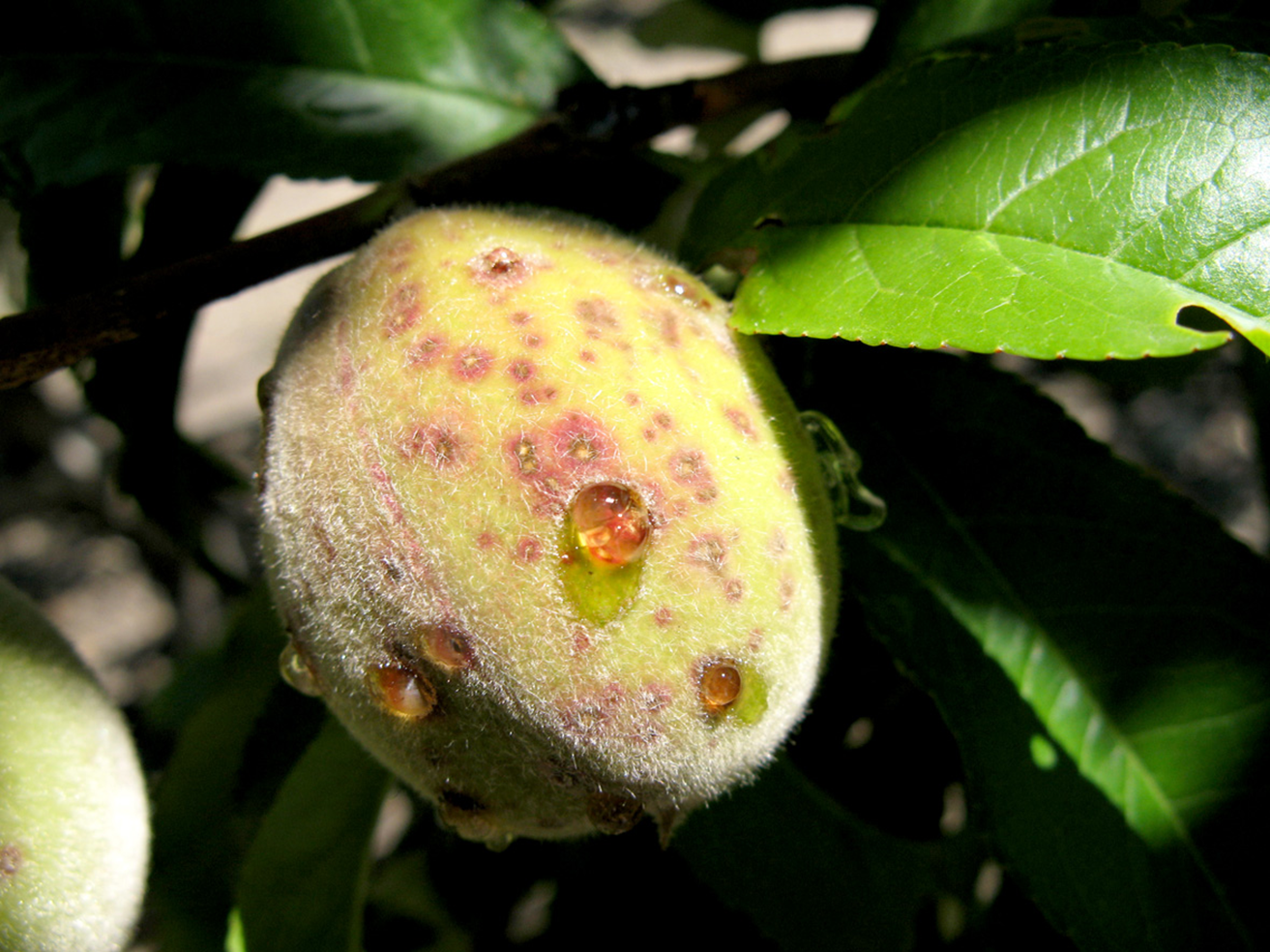 Cómo identificar enfermedades en los nectarinos