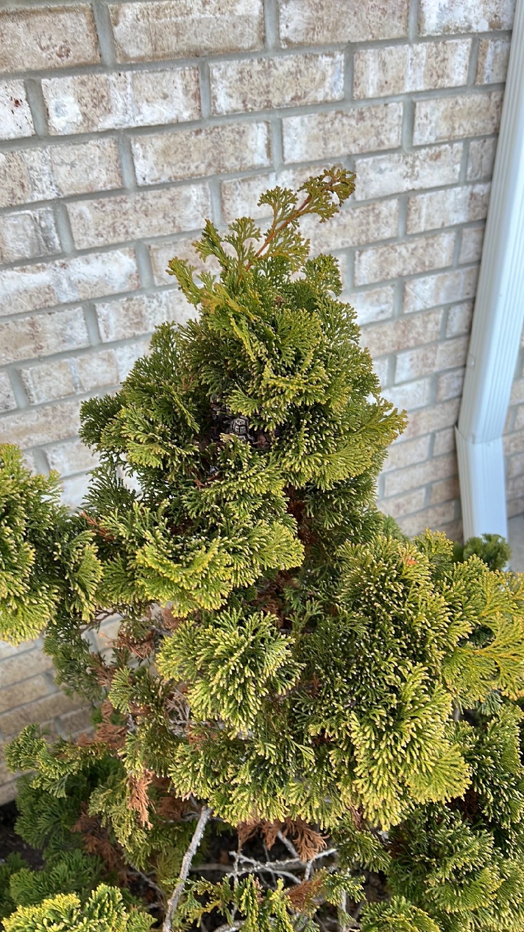 Cómo plantar y cuidar árboles de Golden Cypress con éxito