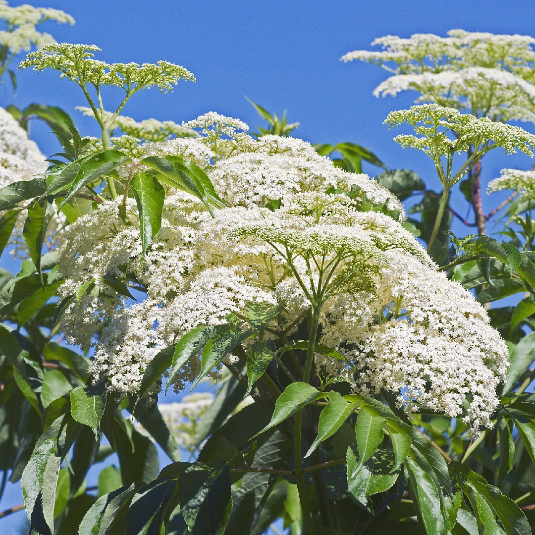 Cómo plantar y cuidar la flor de saúco en tu jardín