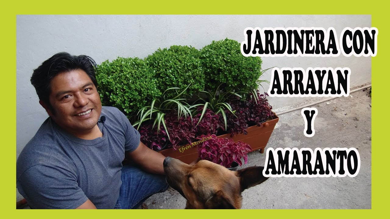 Cómo propagar de manera exitosa árboles de Arrayán