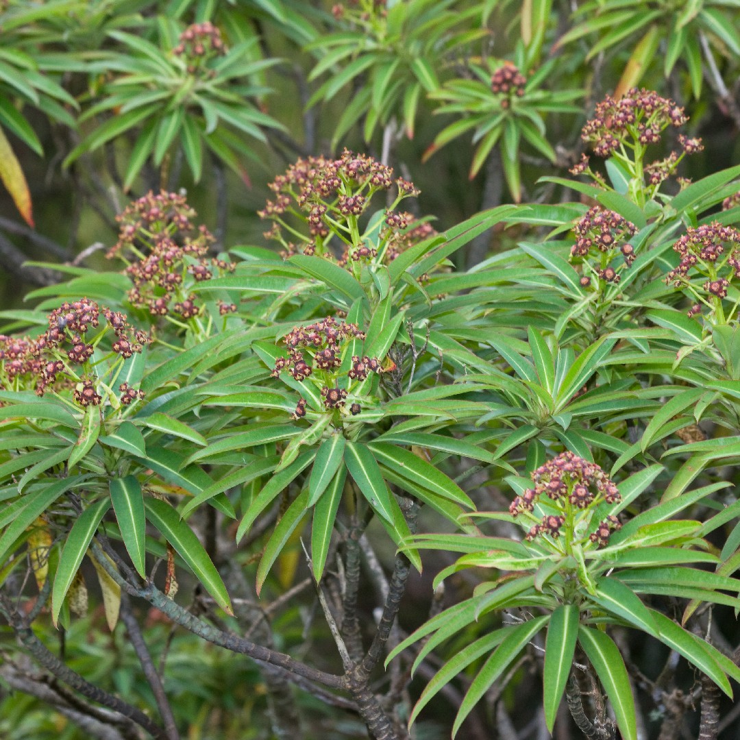 Cómo propagar la adelfa de montaña de forma adecuada