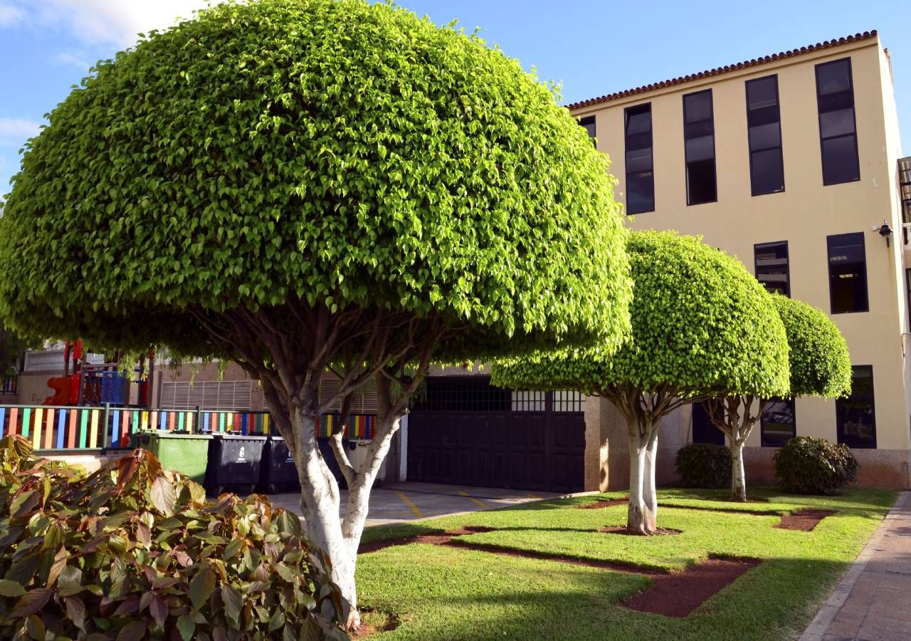 Cómo se podan de forma adecuada los árboles ficus