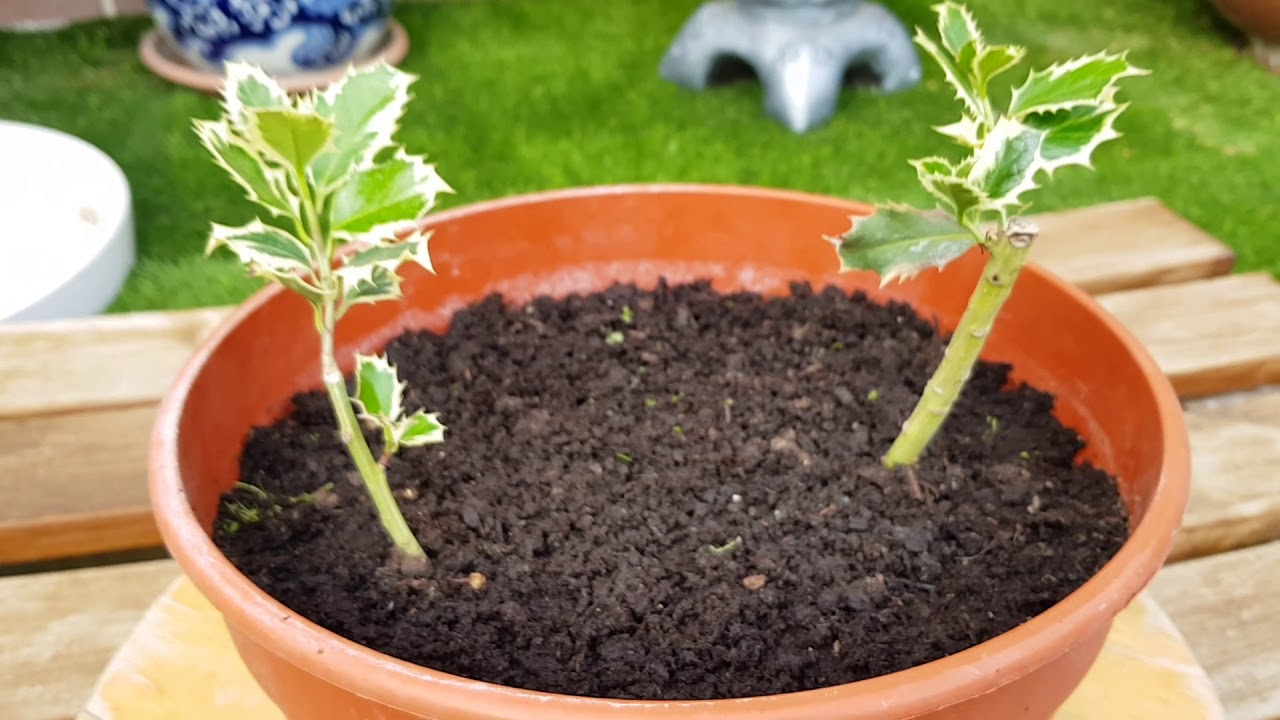 Cómo se propagan los acebos por semillas y esquejes