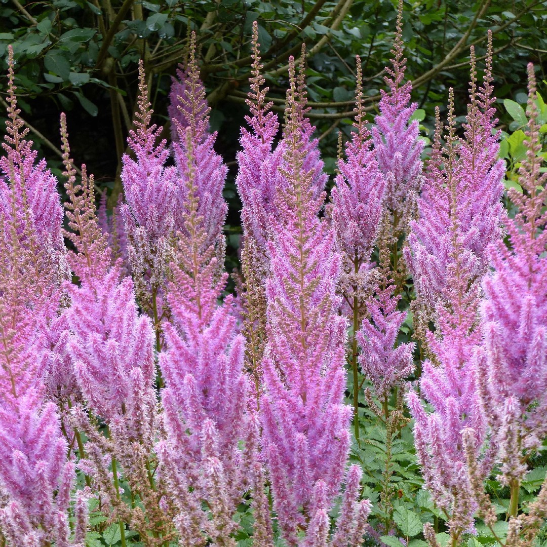 Cómo solucionar problemas al cultivar astilbes en tu jardín
