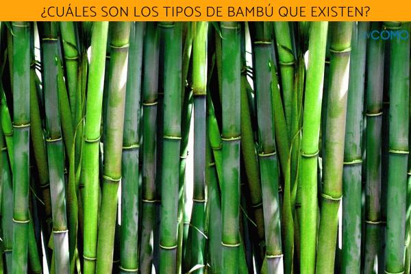 Cuáles son algunas variedades comunes de plantas de bambú