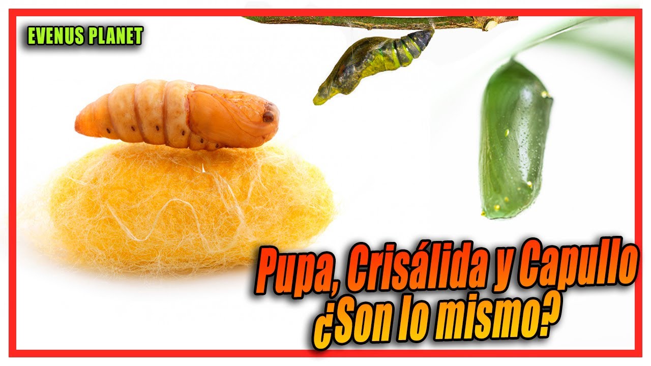 Diferencia entre crisálida y capullo en insectos