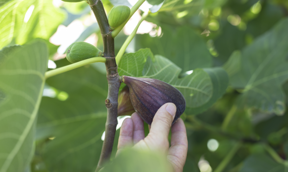 Recolección de higos frescos: cuándo y cómo cosechar higos