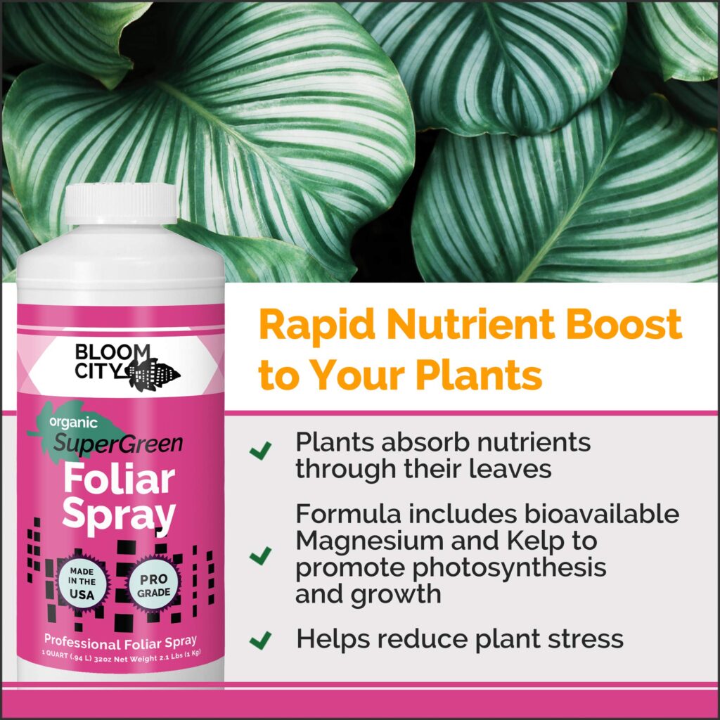 Qué tipos de yuca son ideales para cultivar en casa